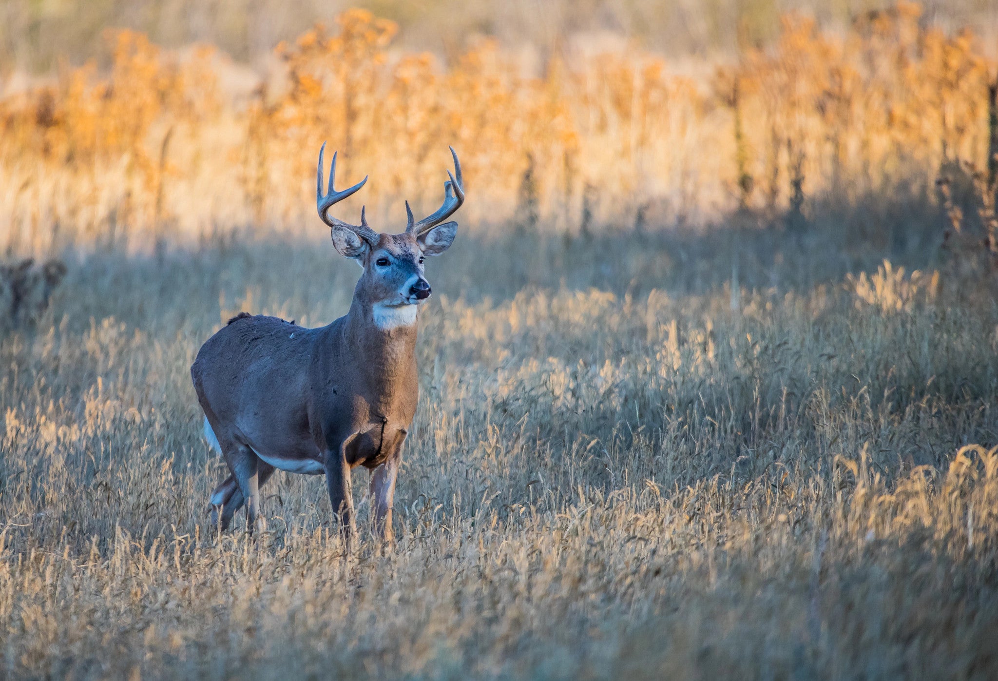 Health, Wellness, and Safety Tips for Wisconsin’s Deer Rifle Season FE ...